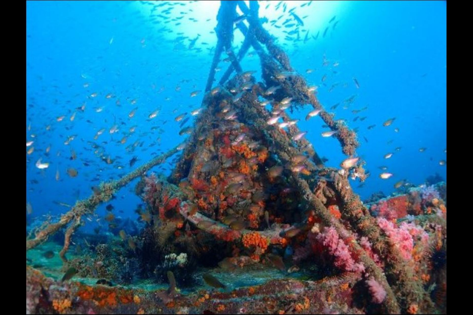 SEAFARER DIVERS | Phuket day dive trip to King Cruiser Wreck and Shark ...