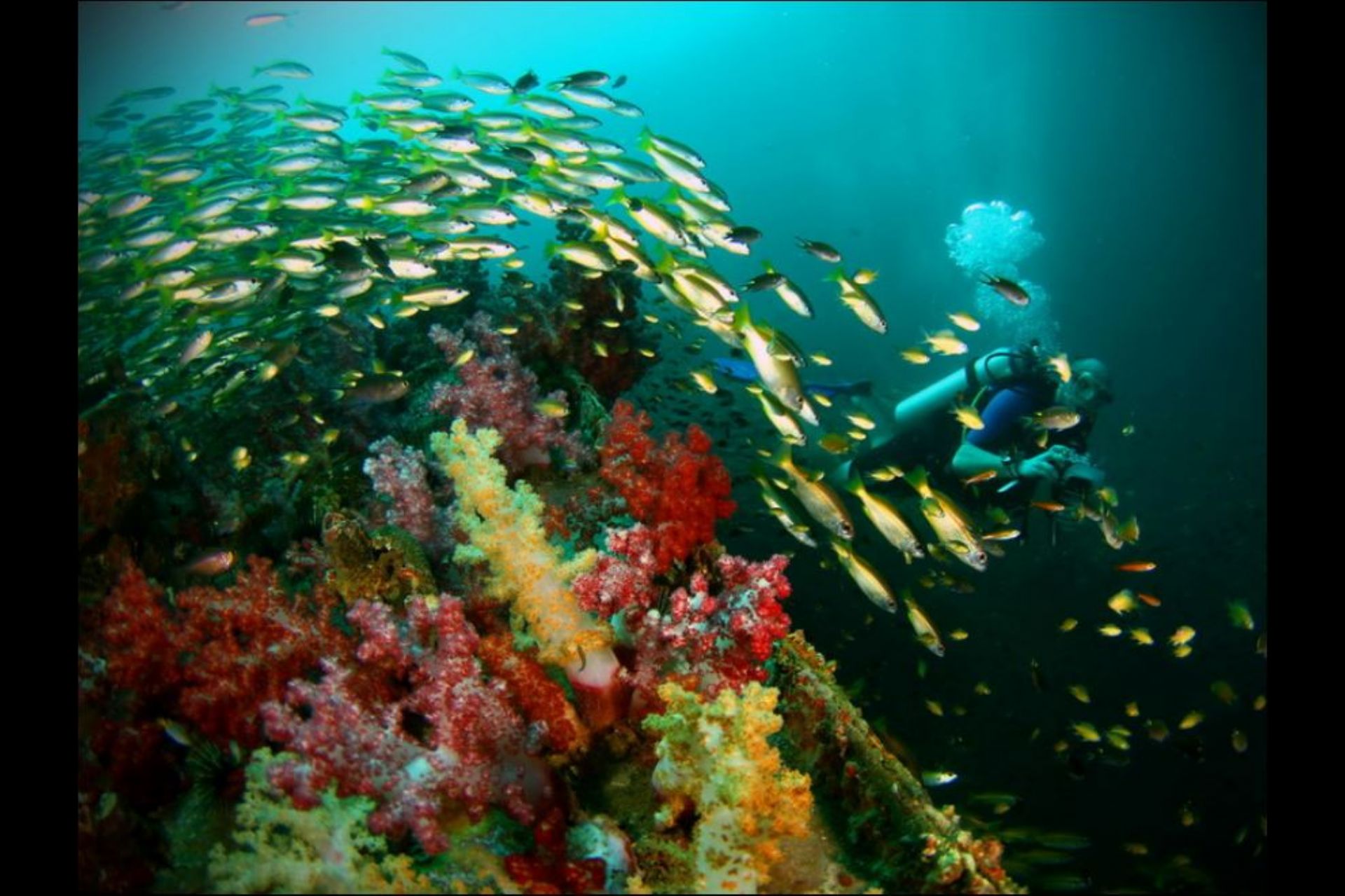 SEAFARER DIVERS | Phuket day dive trip to King Cruiser Wreck and Shark ...