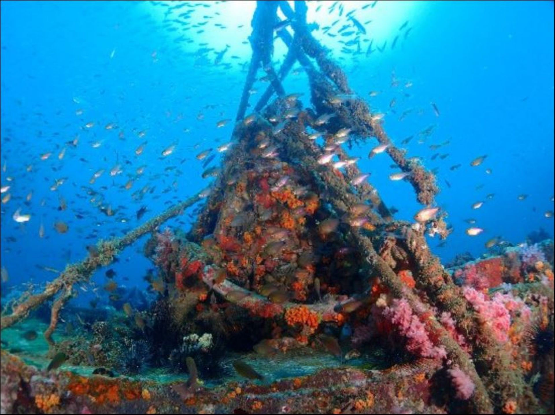 SEAFARER DIVERS | Liveaboard and day diving trips to King Cruiser Wreck ...