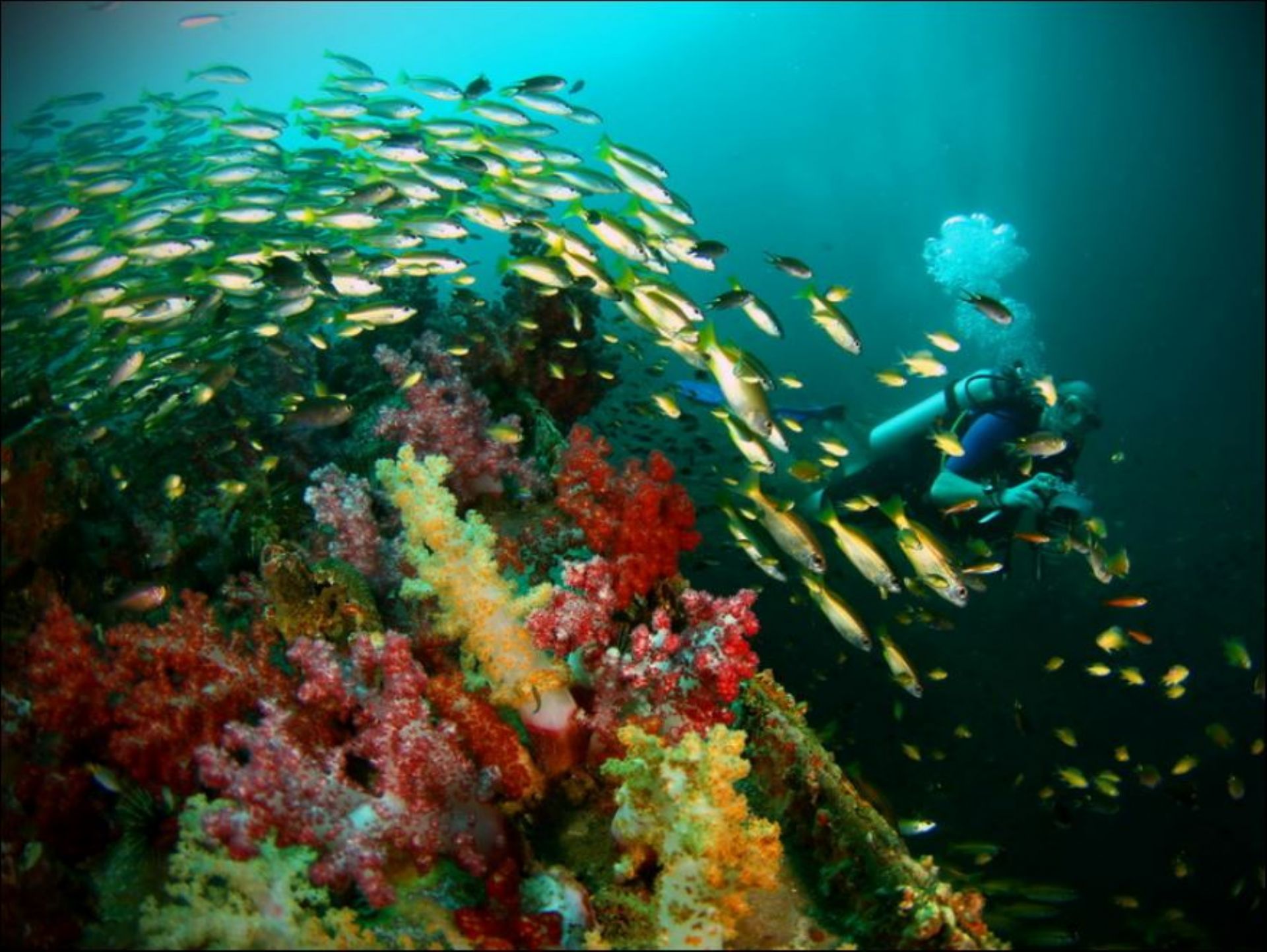 SEAFARER DIVERS | Liveaboard and day diving trips to King Cruiser Wreck ...