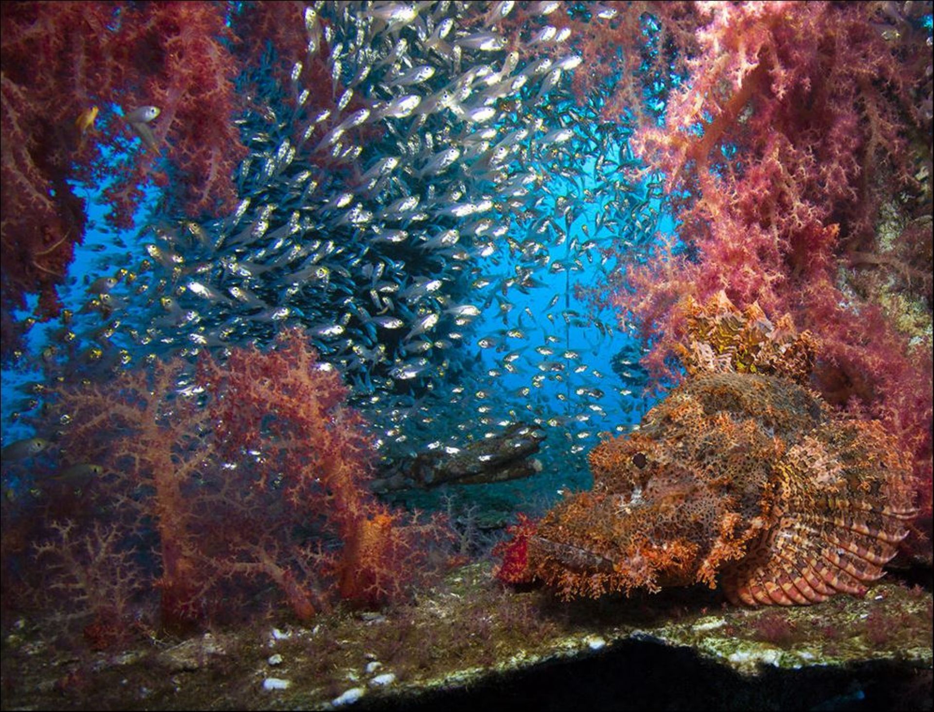 SEAFARER DIVERS | Liveaboard and day diving trips to King Cruiser Wreck ...